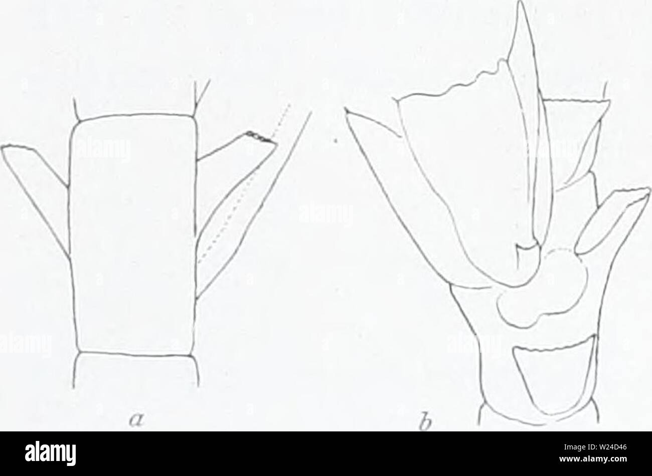 Laterally compressed hi-res stock photography and images - Alamy