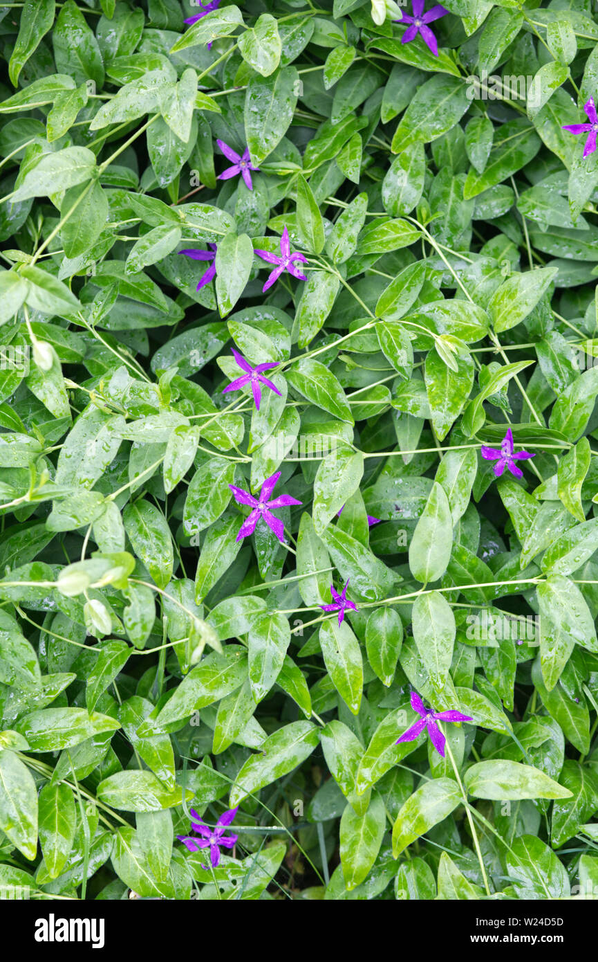 Small Periwinkle High Resolution Stock Photography and Images - Alamy