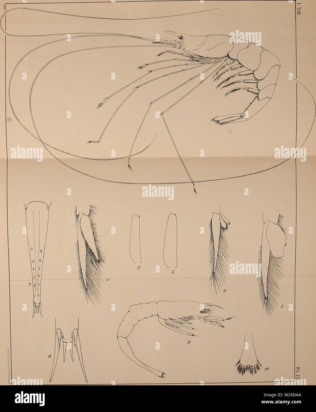 Nematocarcinus ensifer hi-res stock photography and images - Alamy