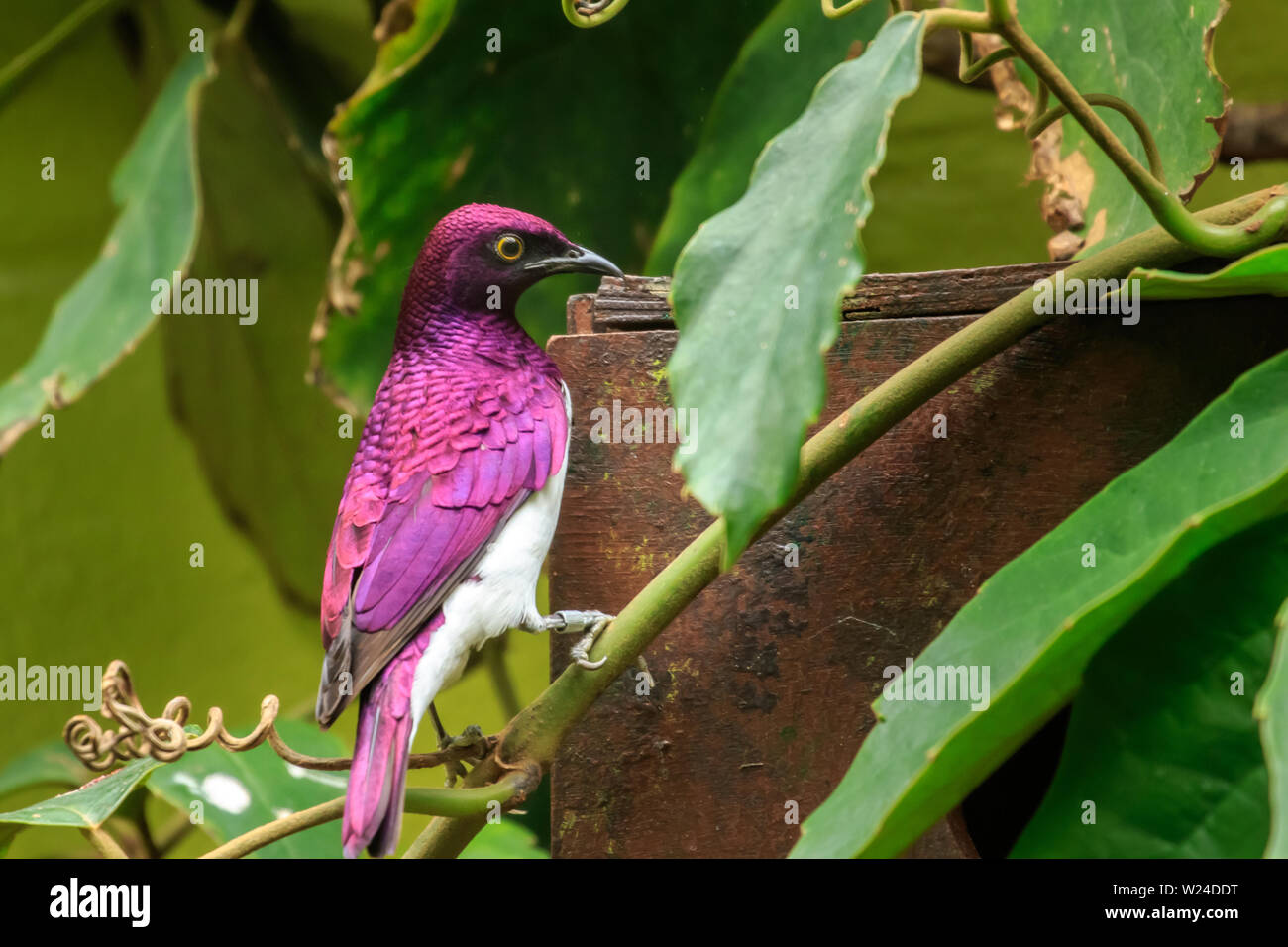 Violet Backed Starling (Cinnyricinclus leucogaster Stock Photo - Alamy
