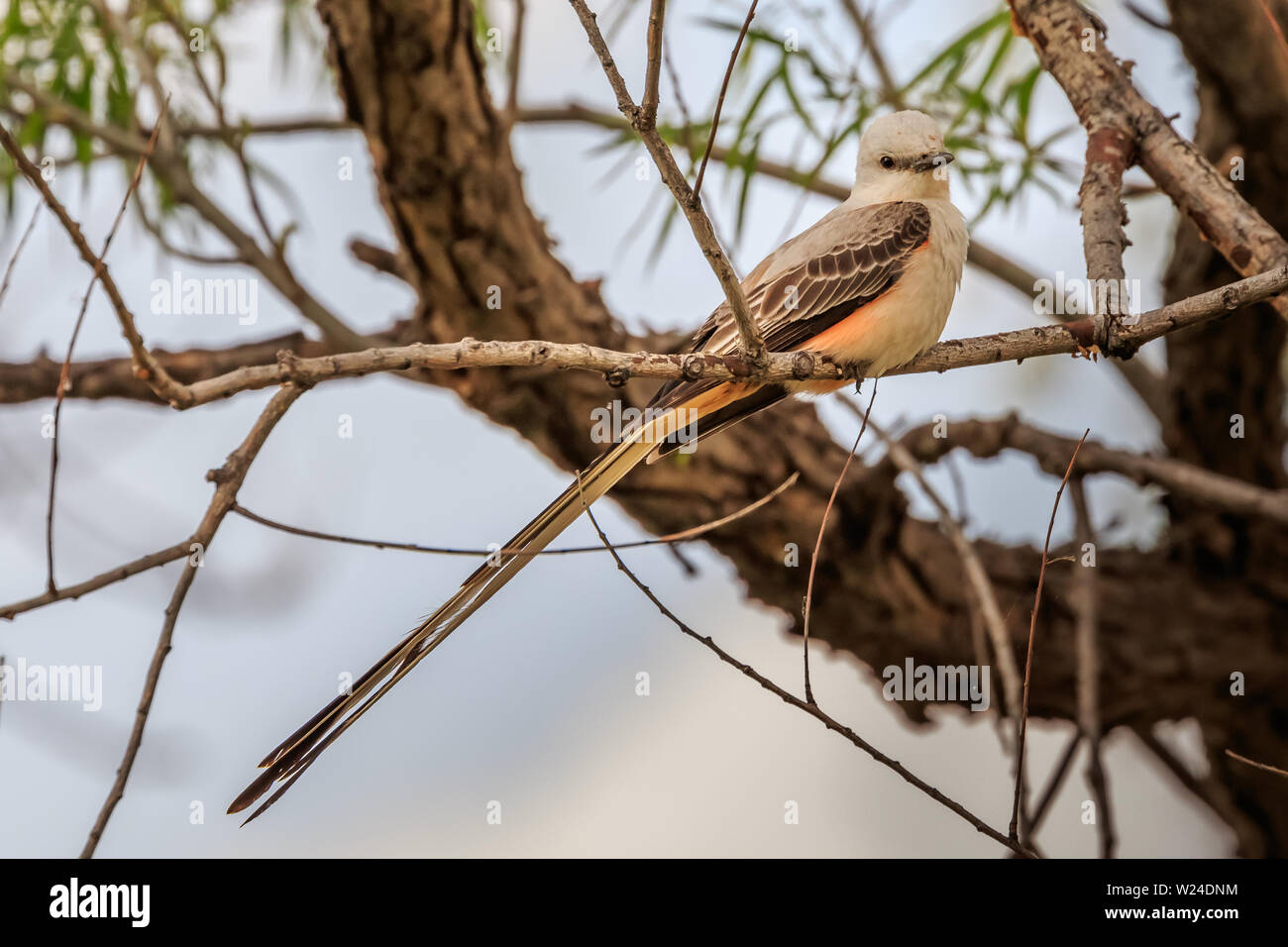 Scissortail Flycatcher (Tyrannus forficatus) perched in a tree Stock ...