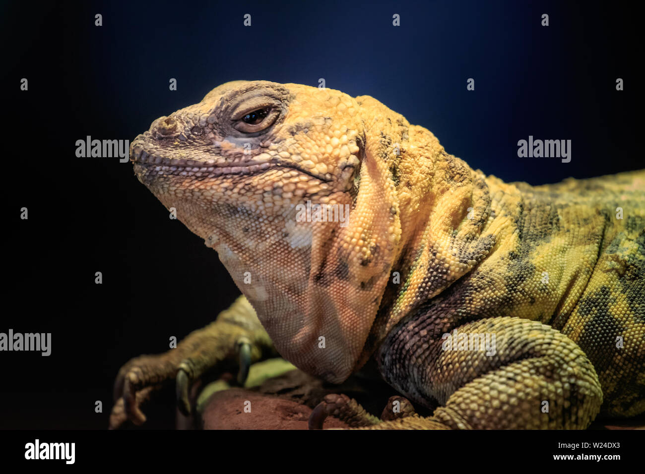 Mexican Beaded Lizard (Heloderma horridum) portrait Stock Photo - Alamy