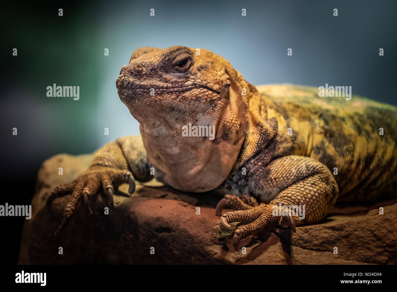 Mexican Beaded Lizard (Heloderma horridum) portrait Stock Photo - Alamy