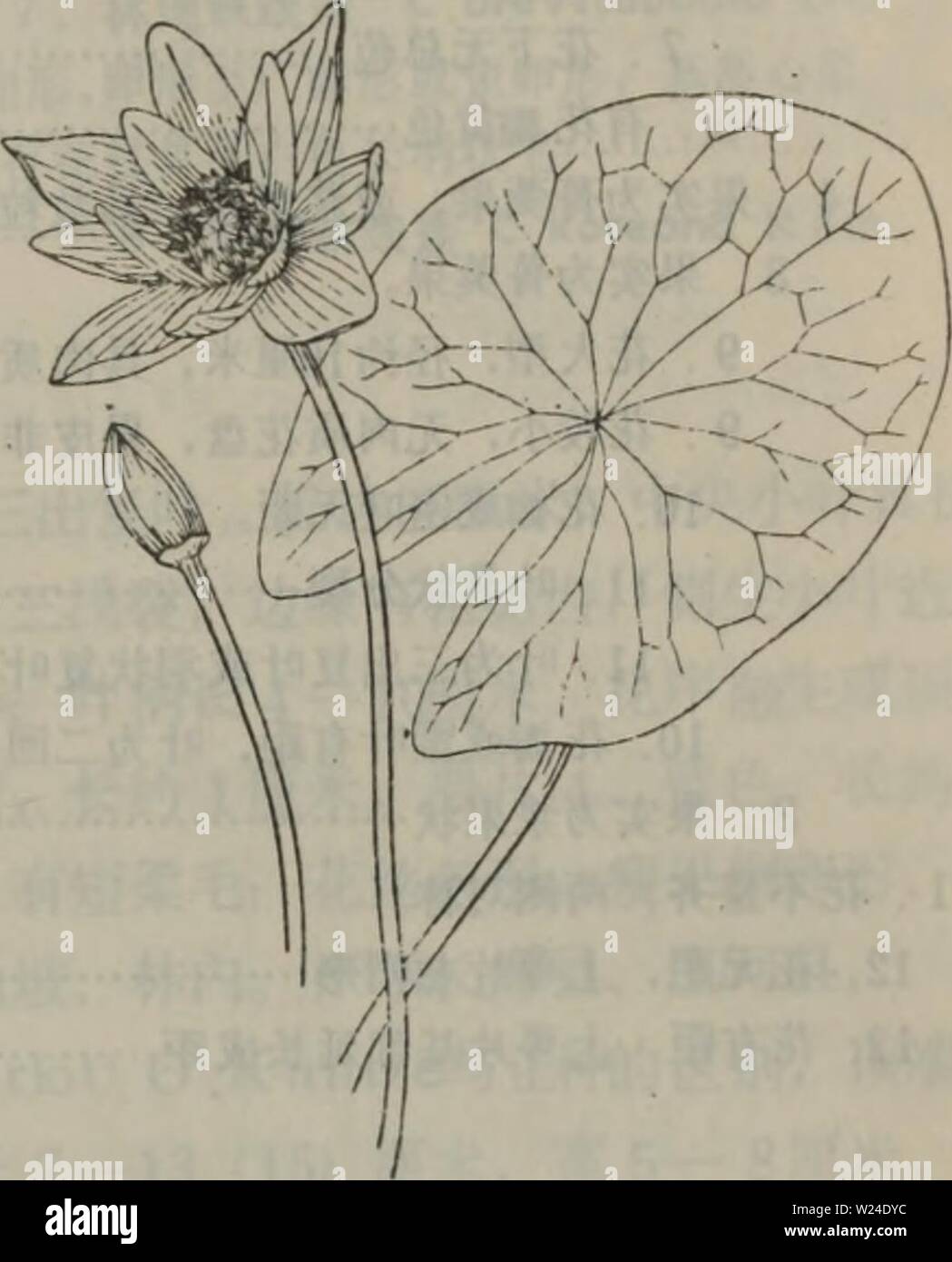 Nymphaea alba rubra hi-res stock photography and images - Alamy