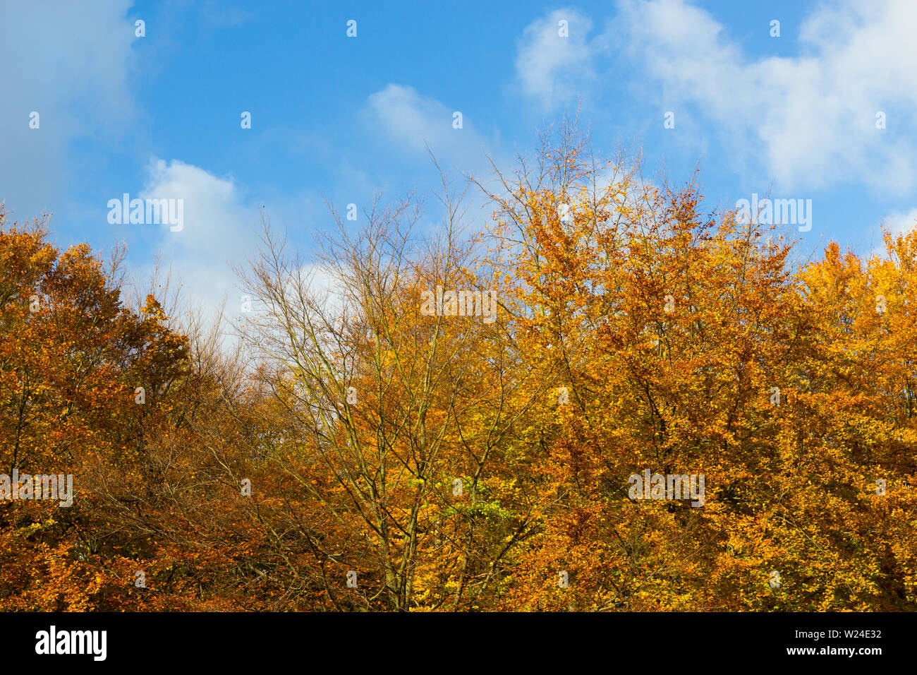 Crones hi-res stock photography and images - Alamy