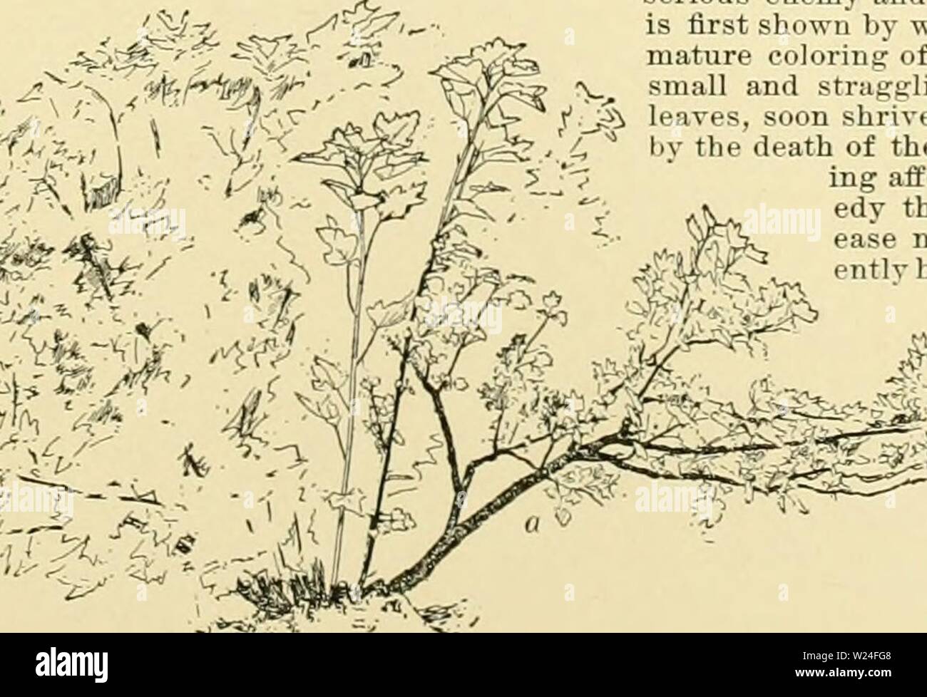 Scattered insects hi-res stock photography and images - Alamy