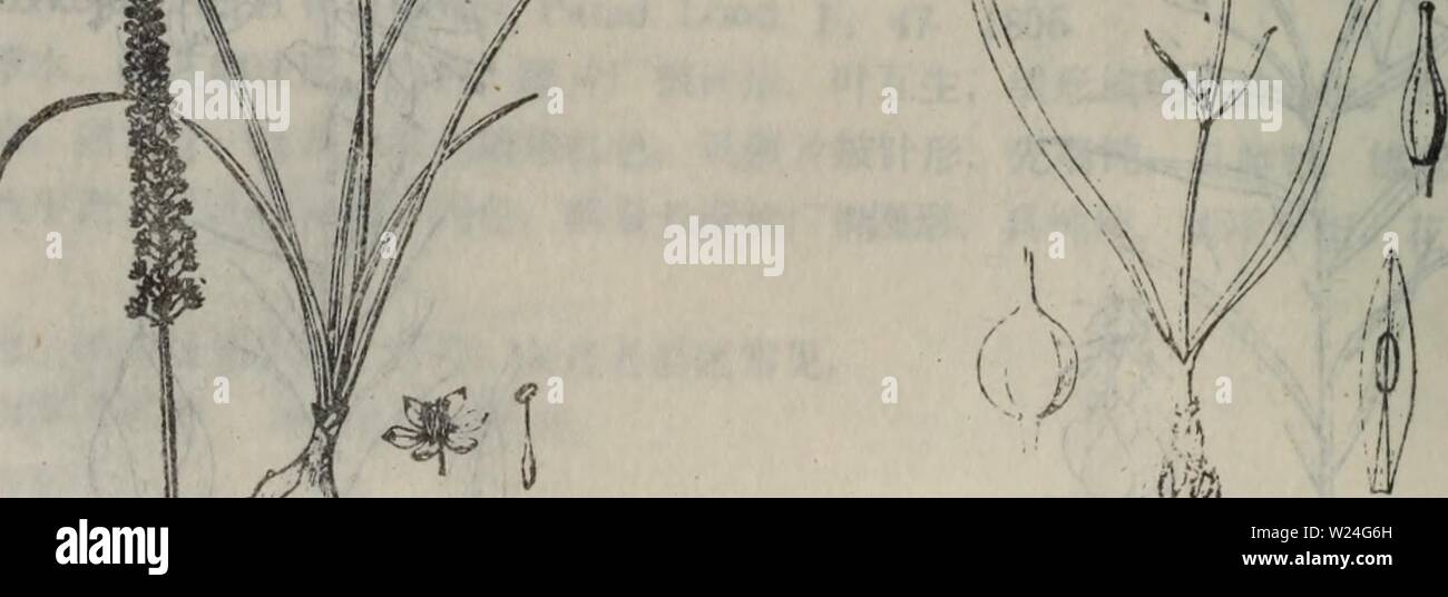 Tulipa edulis hi-res stock photography and images - Alamy