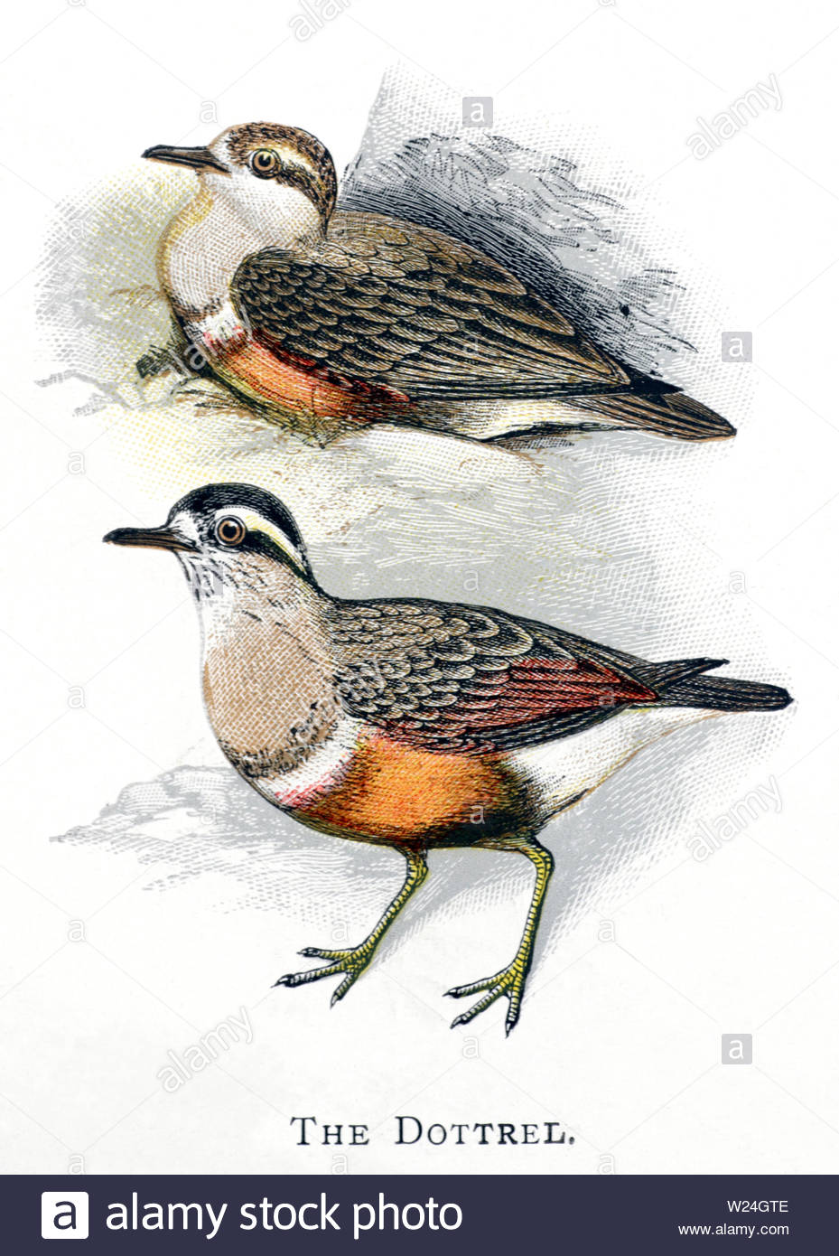 Dotterel illustration hi-res stock photography and images - Alamy