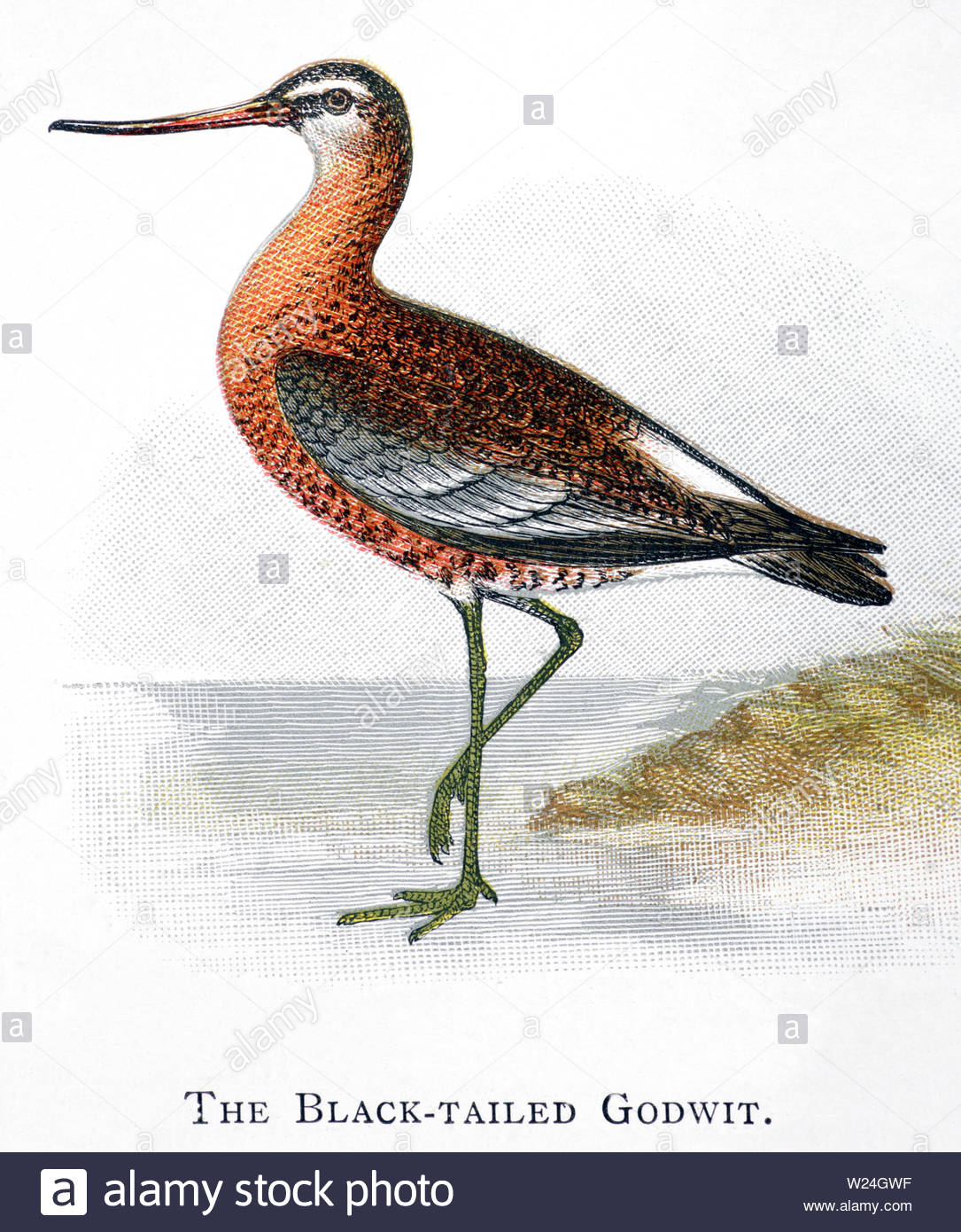 Godwit drawing hi-res stock photography and images - Alamy