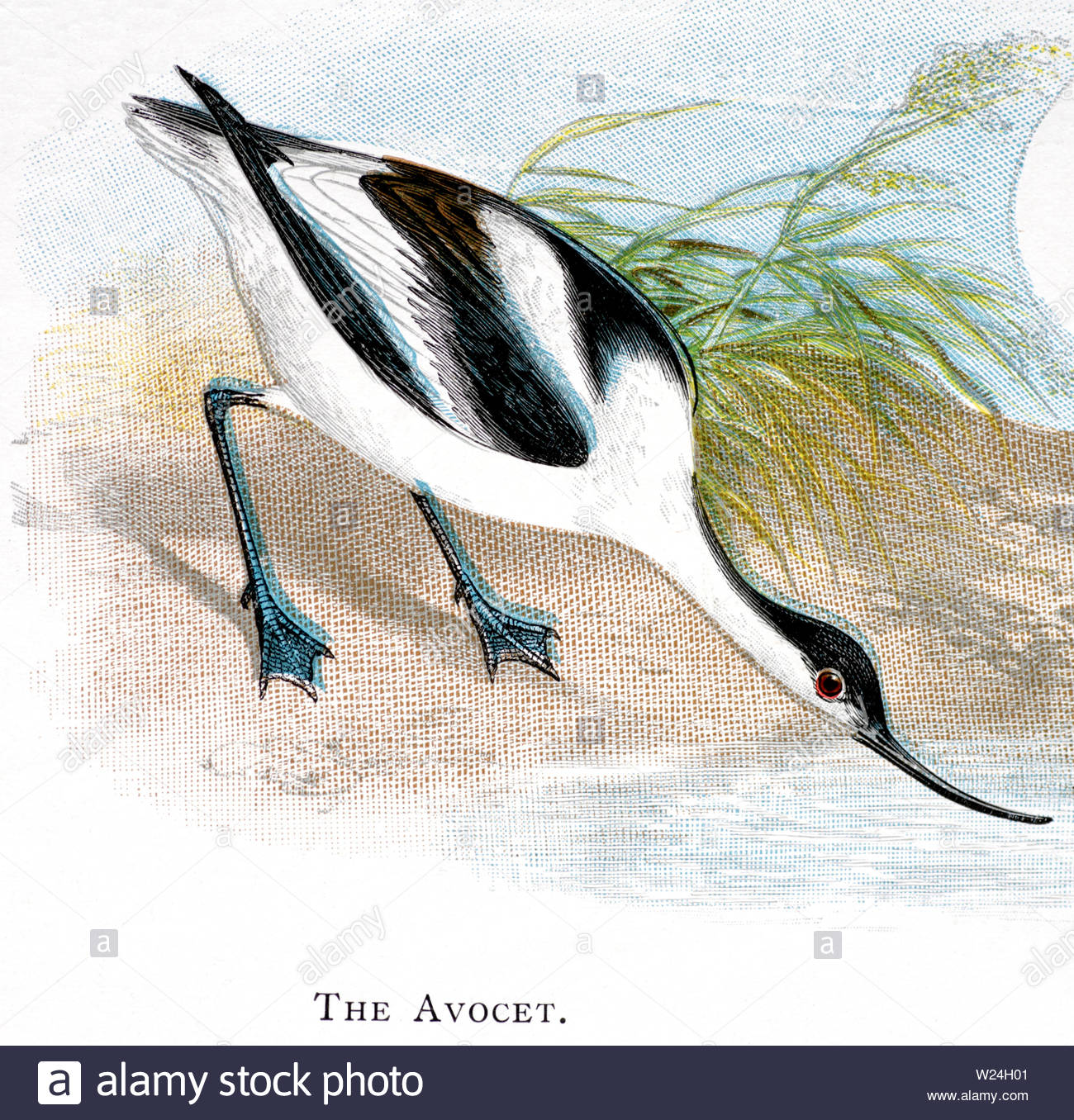 Illustrations avocet hi-res stock photography and images - Alamy