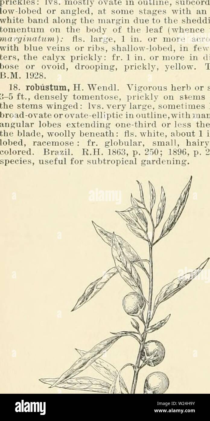 Sinuate hi-res stock photography and images - Alamy