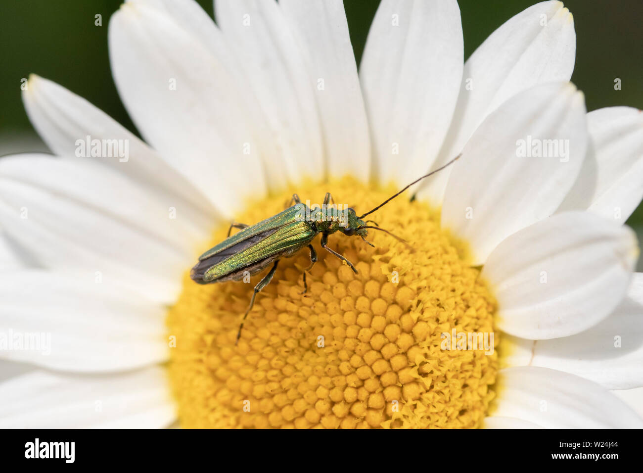 Thick-legged flower beetle (Oedemera nobilis), also known as the ...