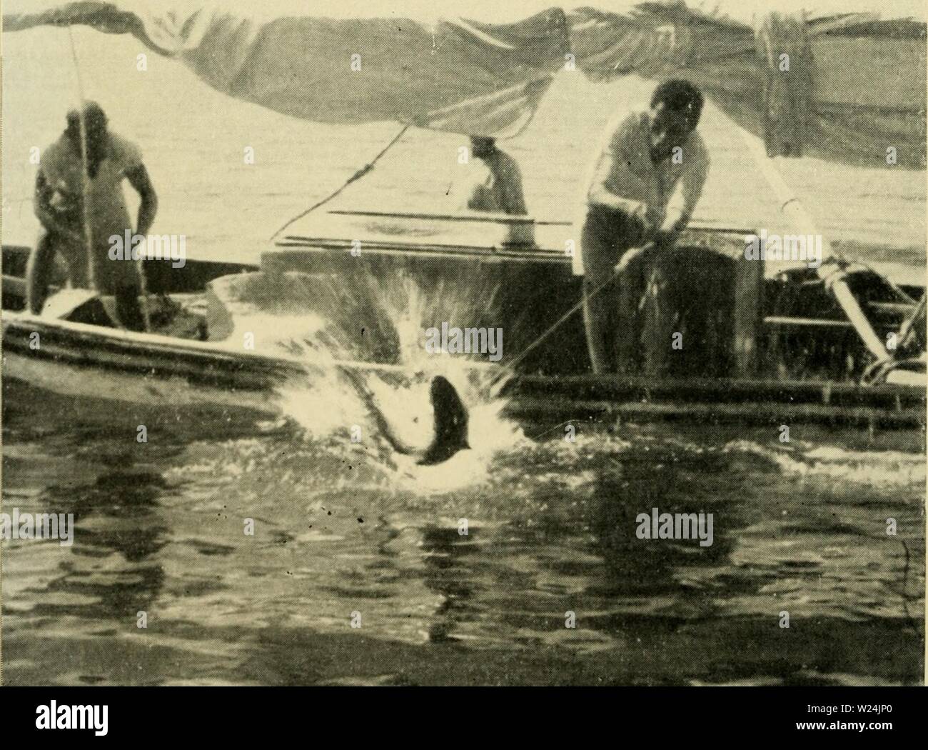 Archive image from page 247 of Dahlak with the Italian National. Dahlak ...