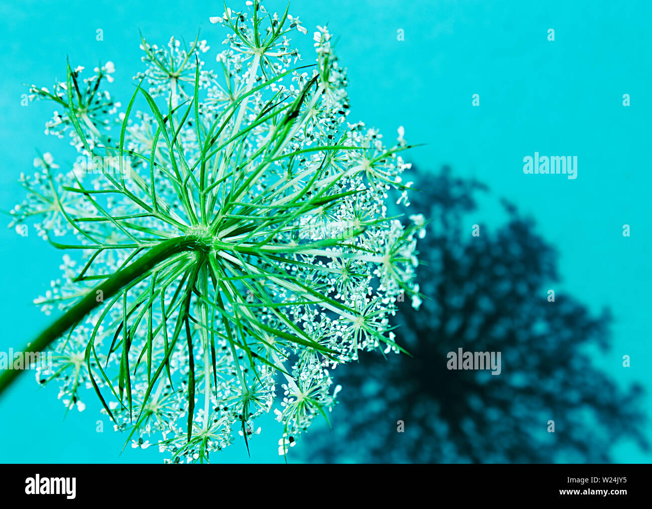 Pasley garden hi-res stock photography and images - Alamy