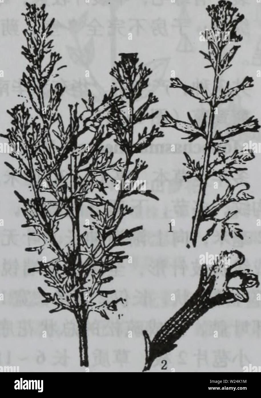 Archive image from page 1020 of da bie shan zhi wu. da bie shan zhi wu ...