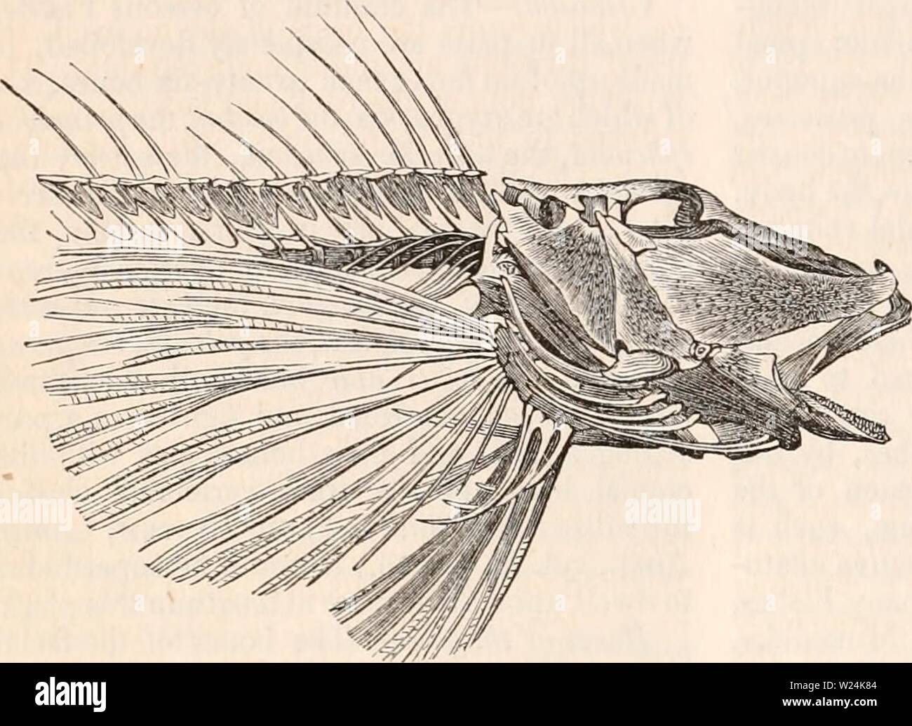 Archive image from page 1049 of The cyclopædia of anatomy and. The ...