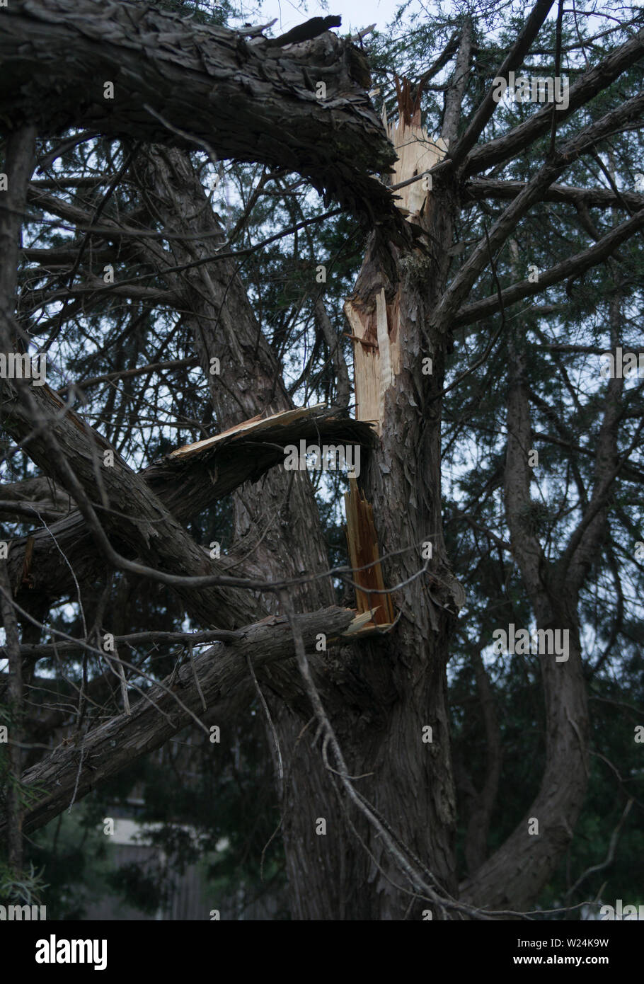 Tree breakage hi-res stock photography and images - Alamy