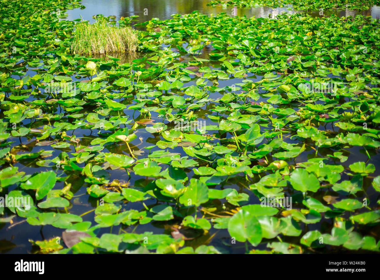 Everglades National Park. Swamps of Florida. Big Cypress National ...