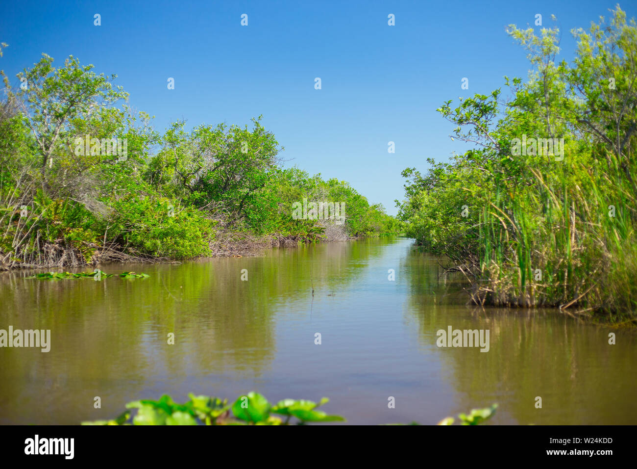 Everglades National Park. Swamps of Florida. Big Cypress National ...