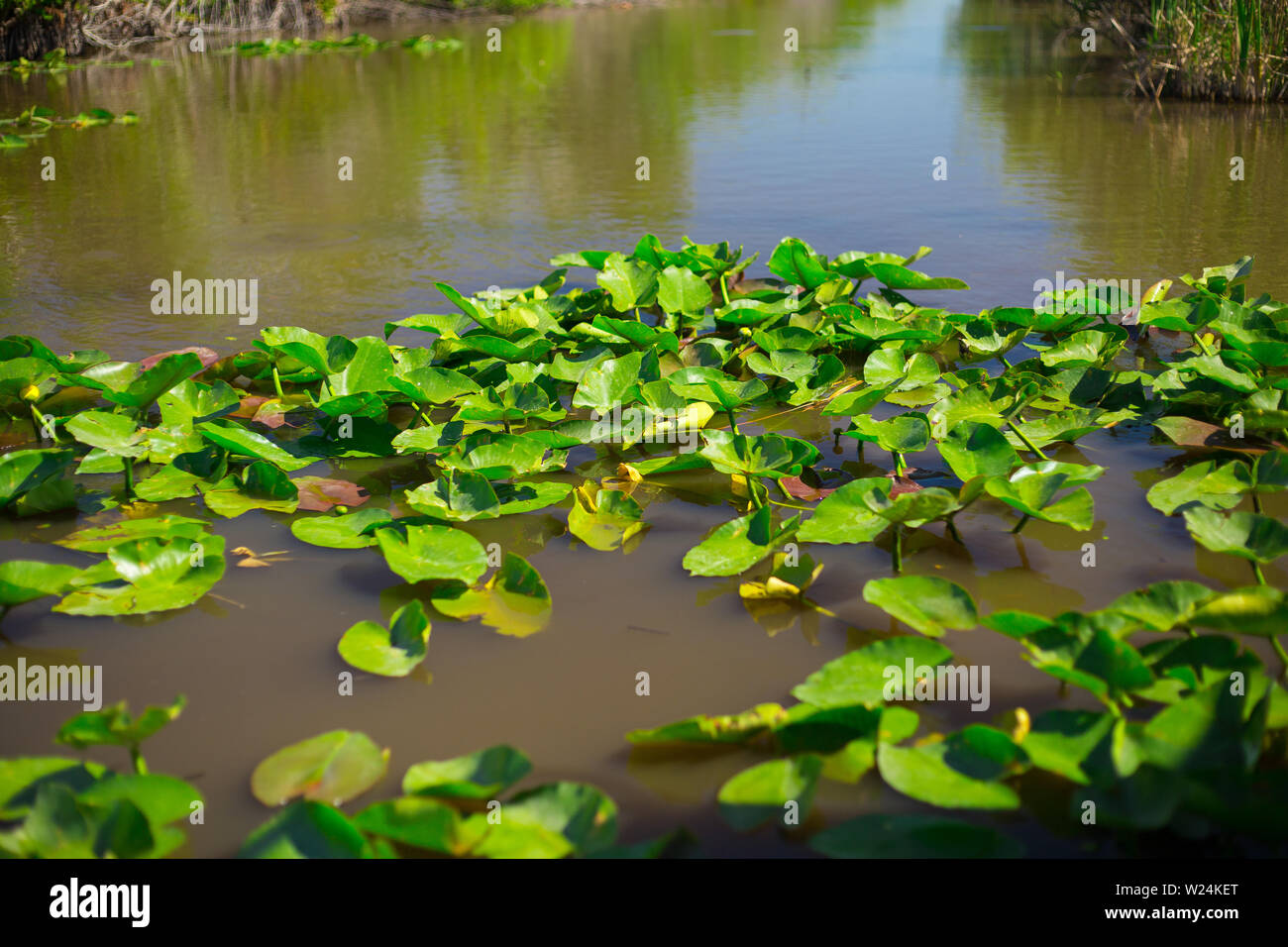 Everglades National Park. Swamps of Florida. Big Cypress National ...