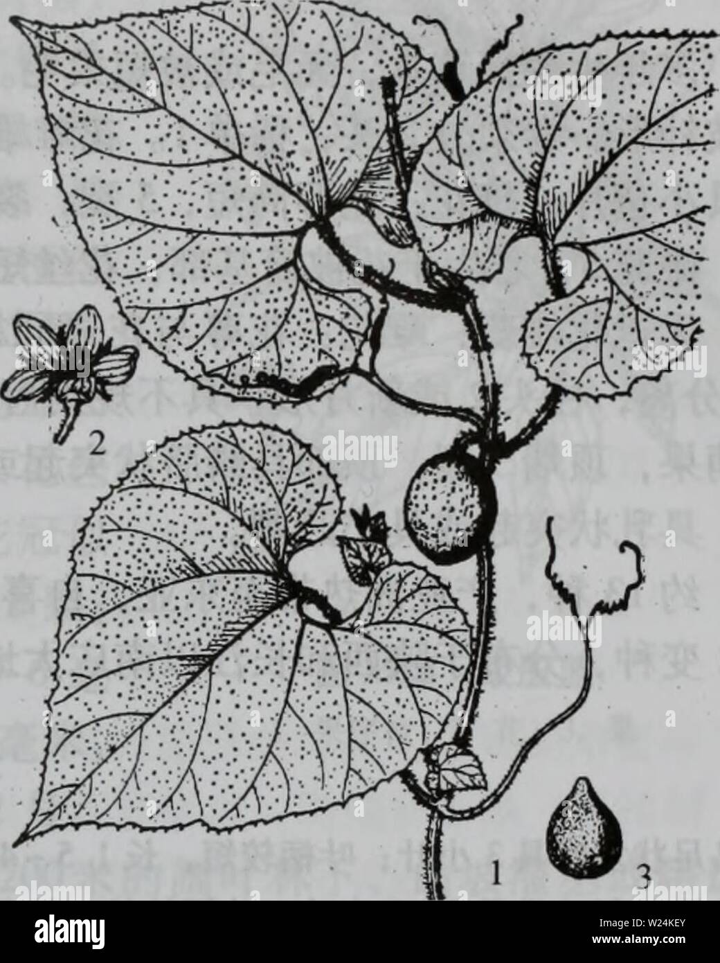 Archive image from page 1086 of da bie shan zhi wu. da bie shan zhi wu ...