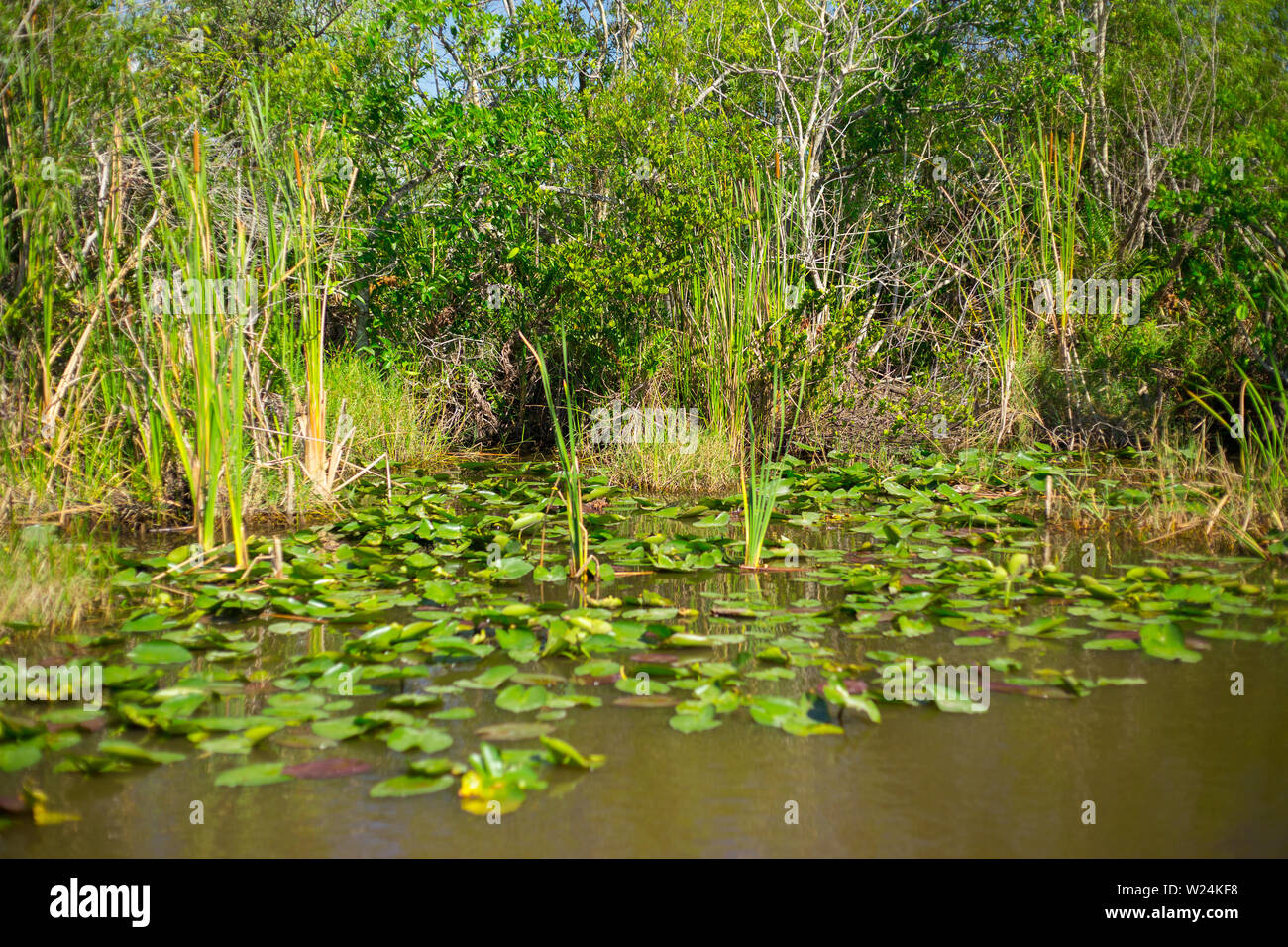 Everglades National Park. Swamps of Florida. Big Cypress National ...