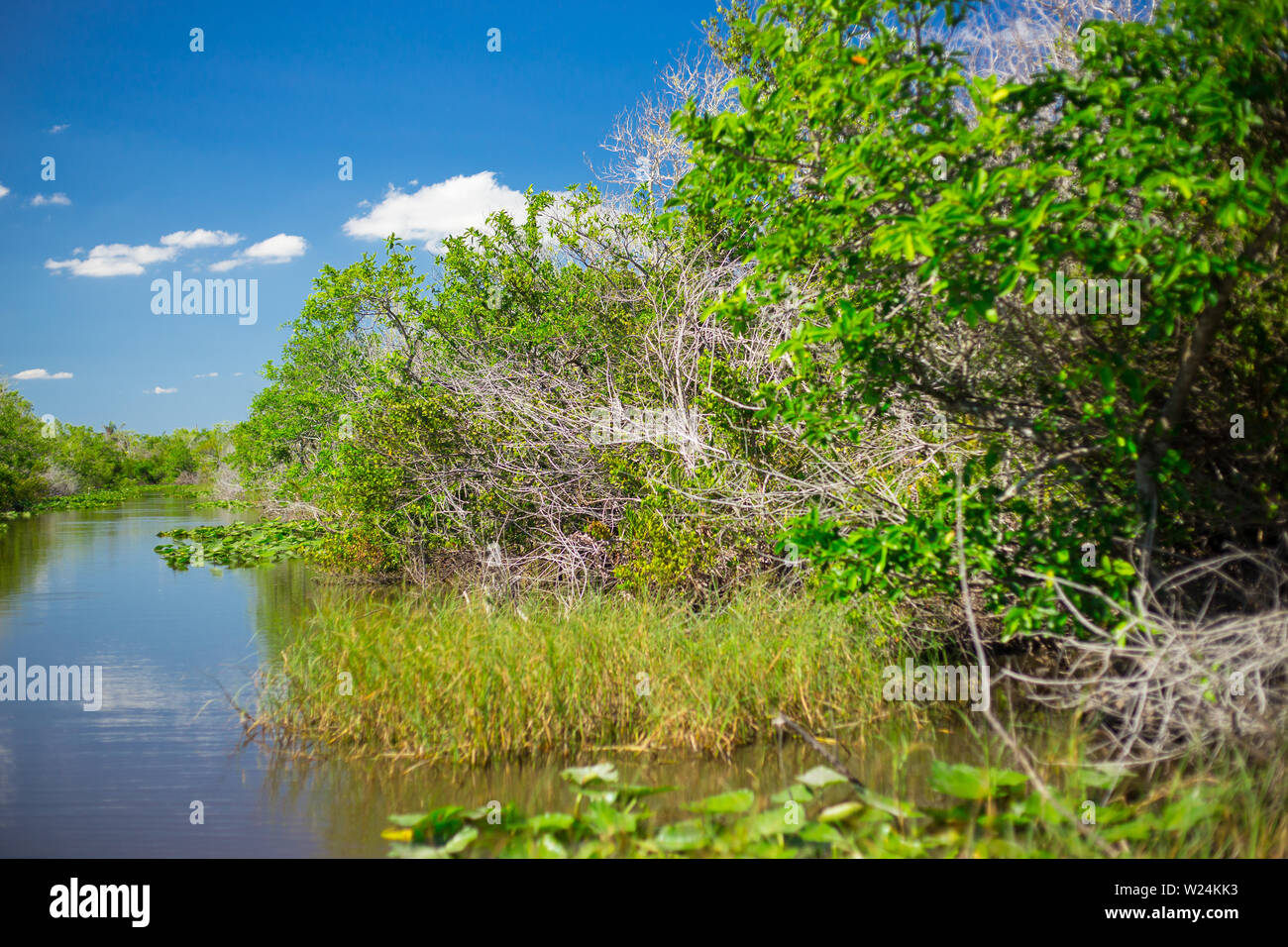 Everglades National Park. Swamps of Florida. Big Cypress National ...