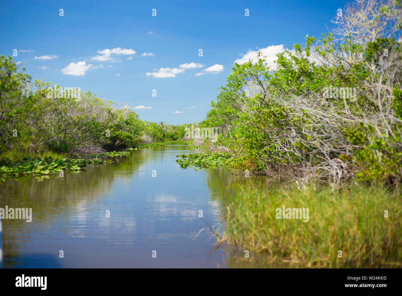 Everglades National Park. Swamps of Florida. Big Cypress National ...