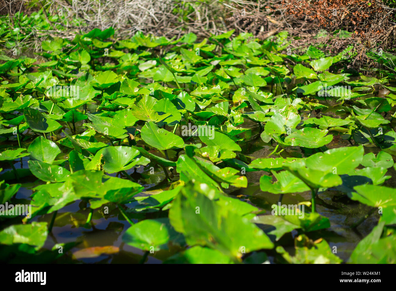 Everglades National Park. Swamps of Florida. Big Cypress National ...