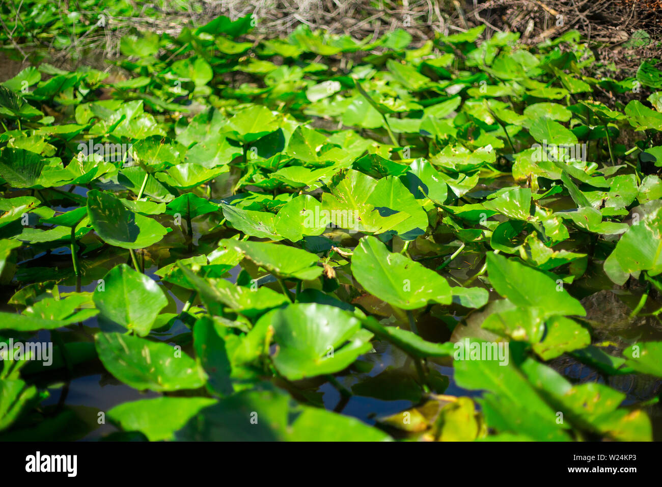 Mangrove swamp florida cypress hi-res stock photography and images - Alamy