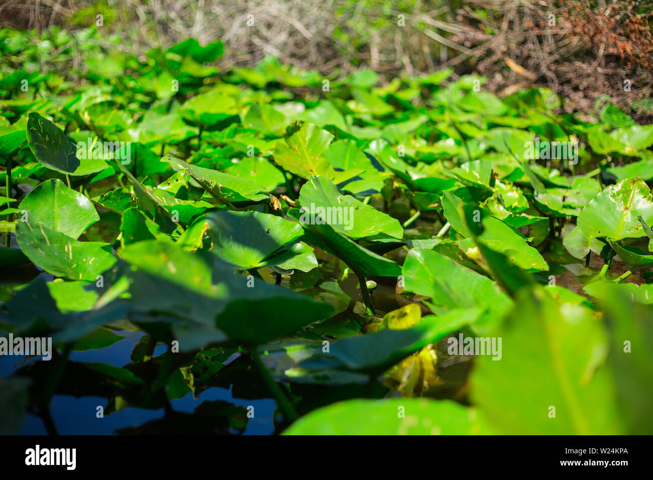 Everglades National Park. Swamps of Florida. Big Cypress National ...