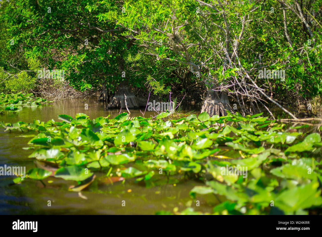 Everglades National Park. Swamps of Florida. Big Cypress National ...