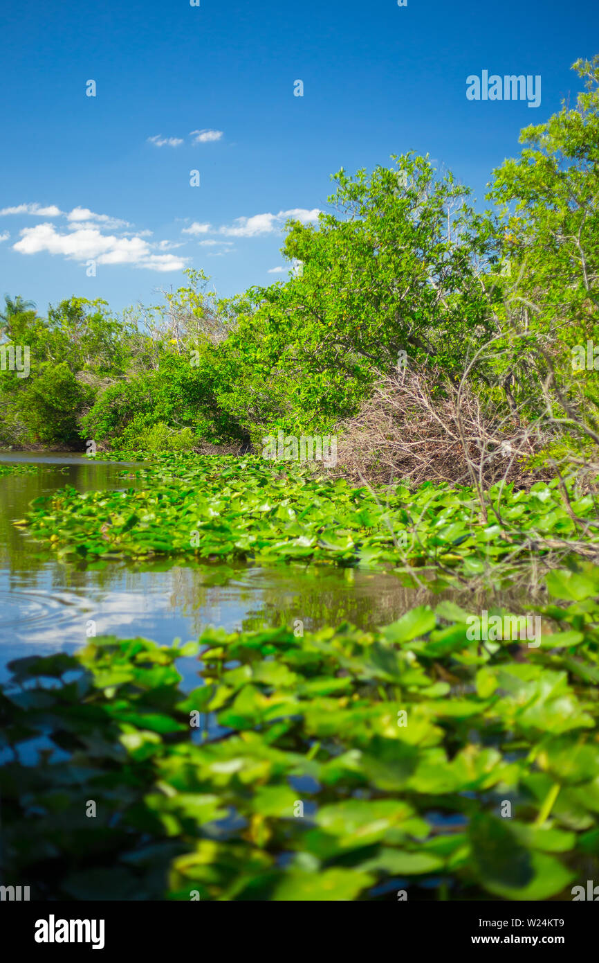 Everglades National Park. Swamps of Florida. Big Cypress National ...