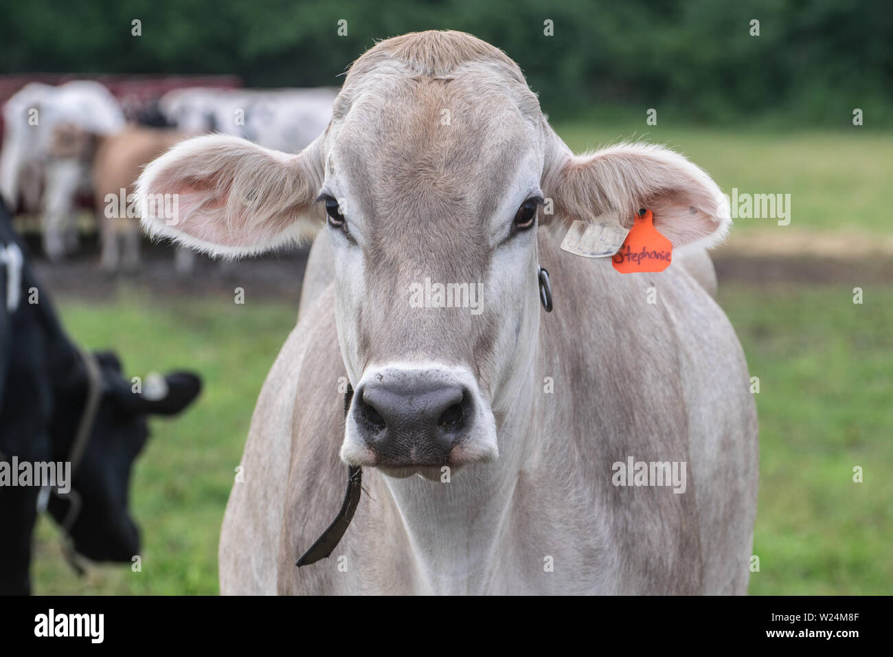 A milk cow hi-res stock photography and images - Alamy