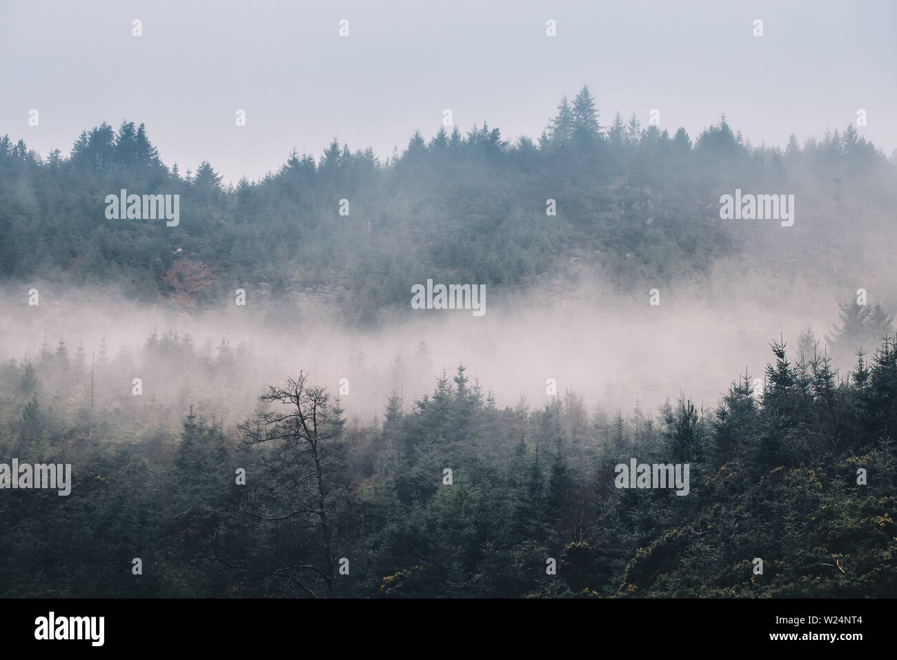 Misty morning in Glenmalure valley in Wicklow Mountains, Ireland Stock ...
