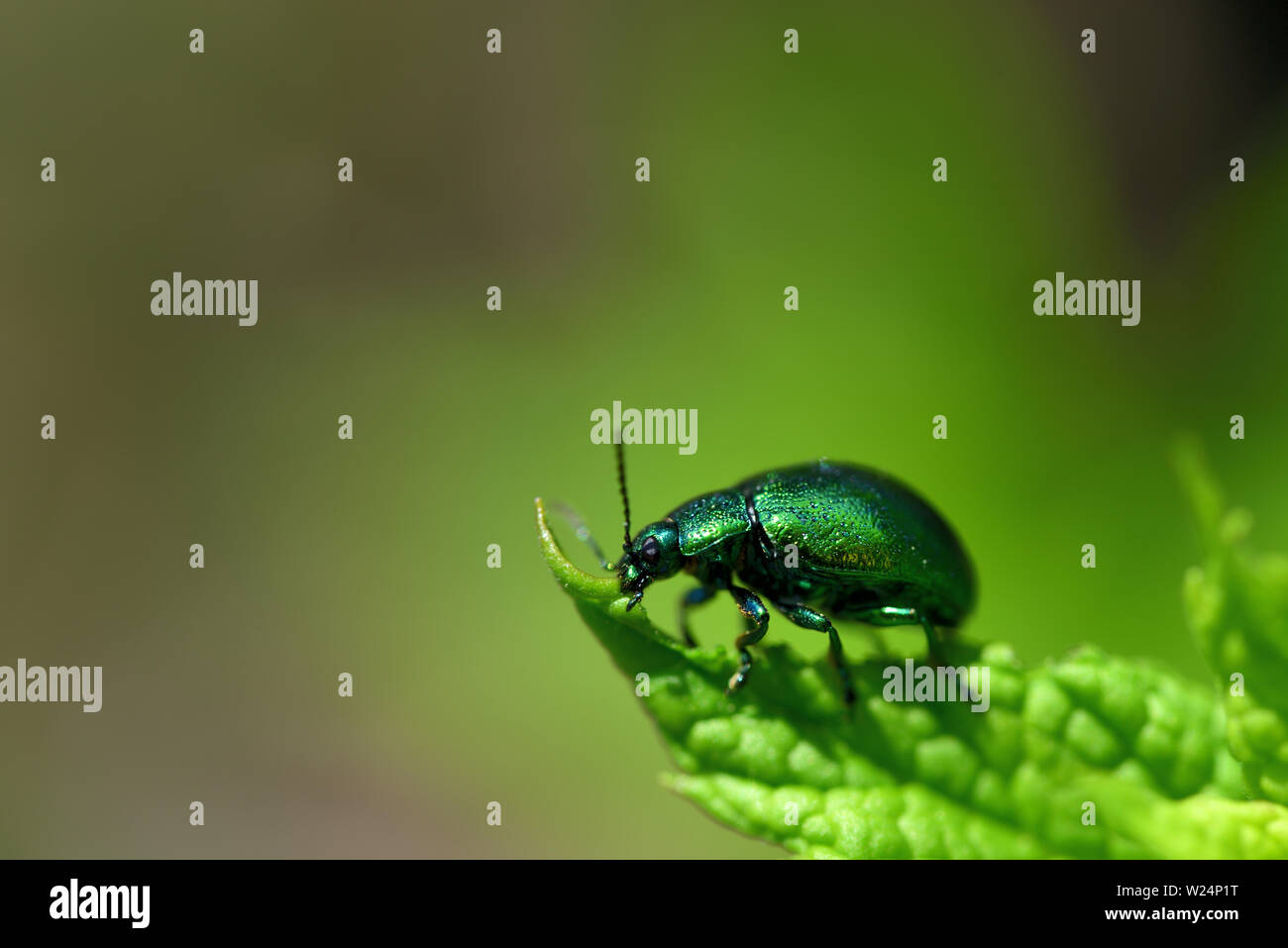 Green beetle hi-res stock photography and images - Alamy