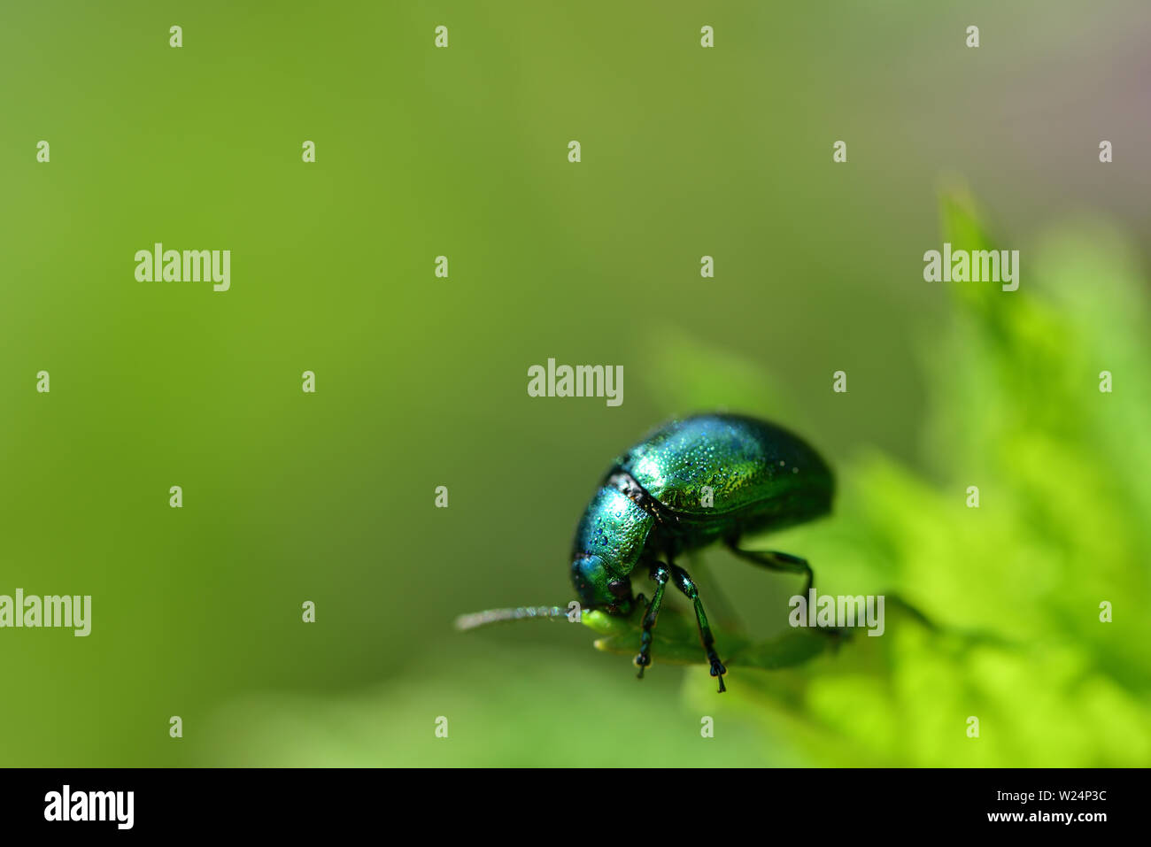Green beetle hi-res stock photography and images - Alamy
