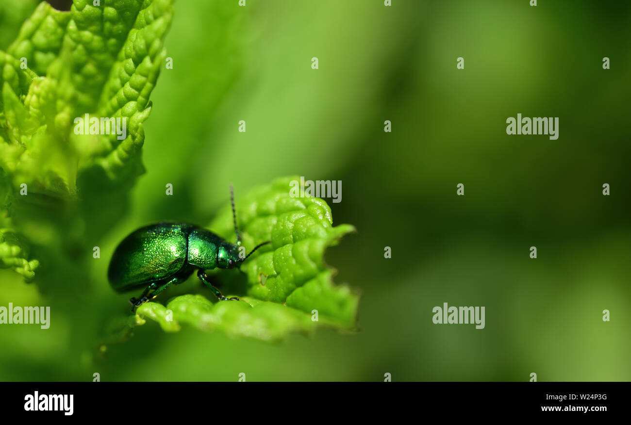Green beetle hi-res stock photography and images - Alamy