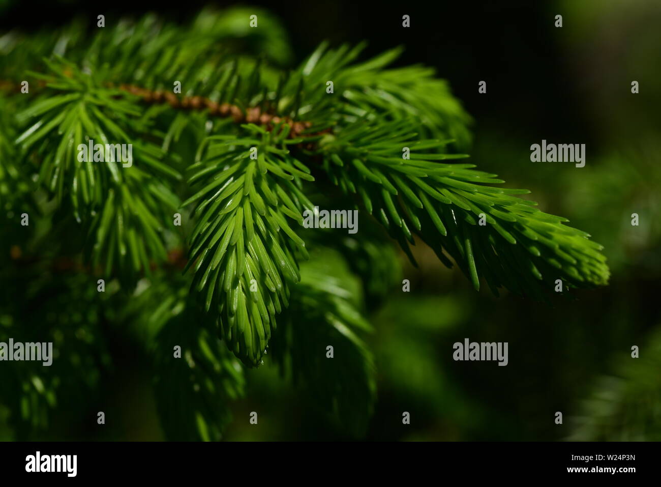 Fresh needles hi-res stock photography and images - Alamy