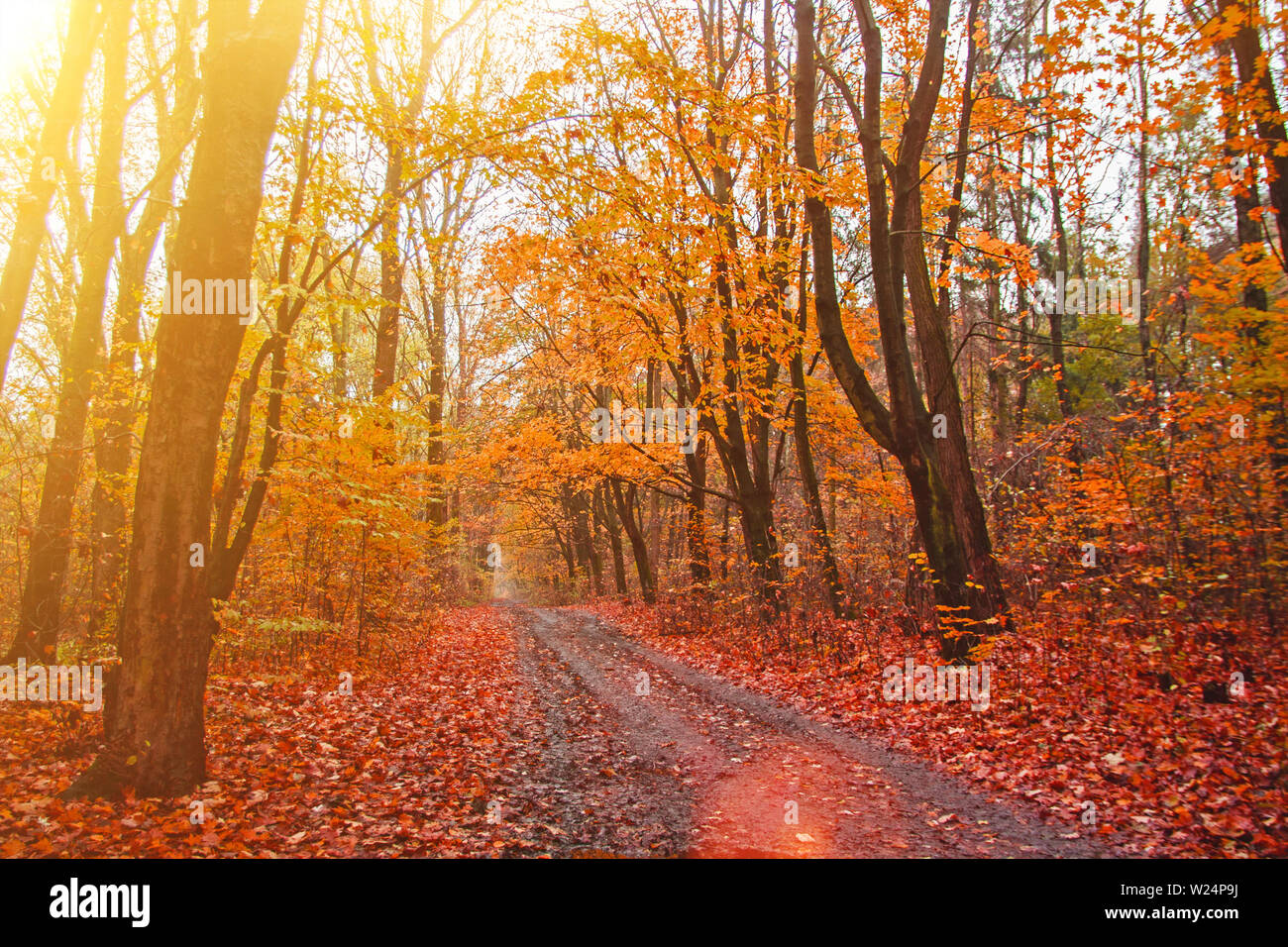 Beautiful road in the autumn vibrant forest landscape. Fall background ...