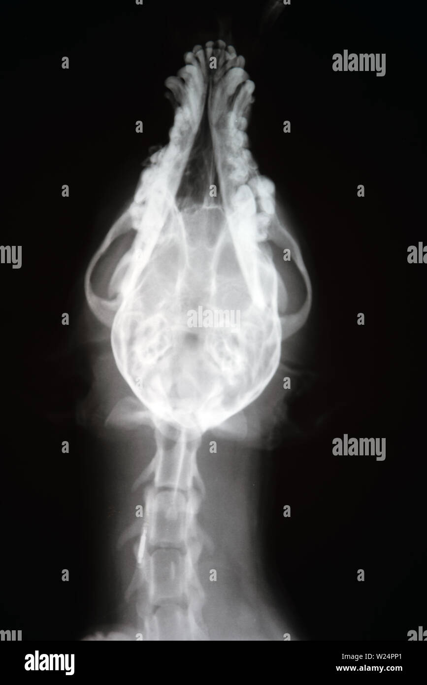 X-ray of dog skull. Veterinary x-ray image Stock Photo - Alamy