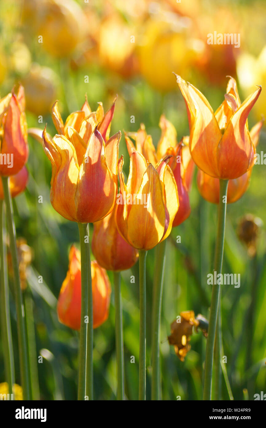 Gelb tulpen hi-res stock photography and images - Alamy