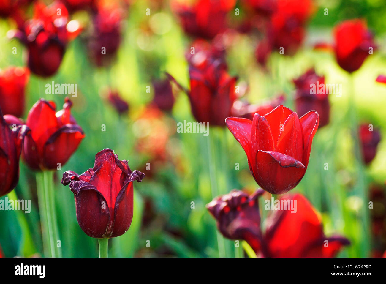 Rote blüten hi-res stock photography and images - Alamy