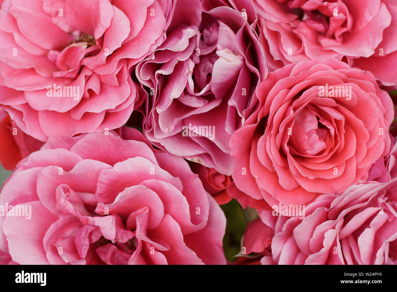 Rose rosa strauss hi-res stock photography and images - Alamy