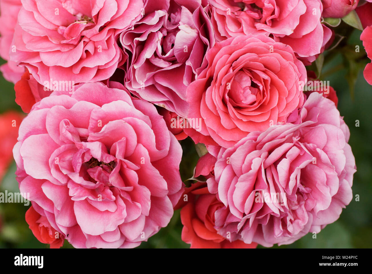 bunch of roses Stock Photo - Alamy