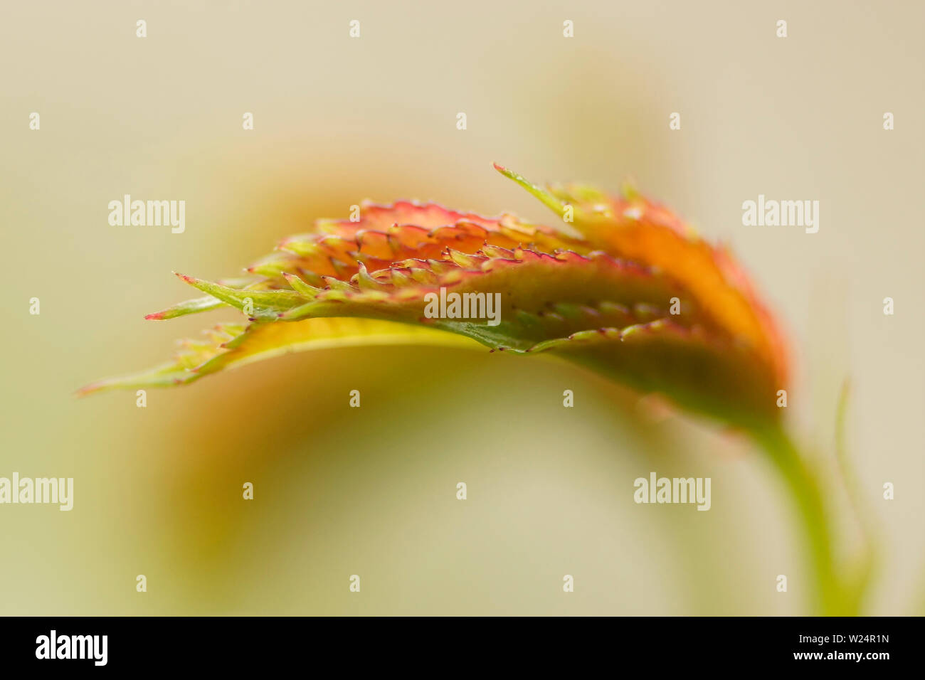 Trieb hi-res stock photography and images - Alamy