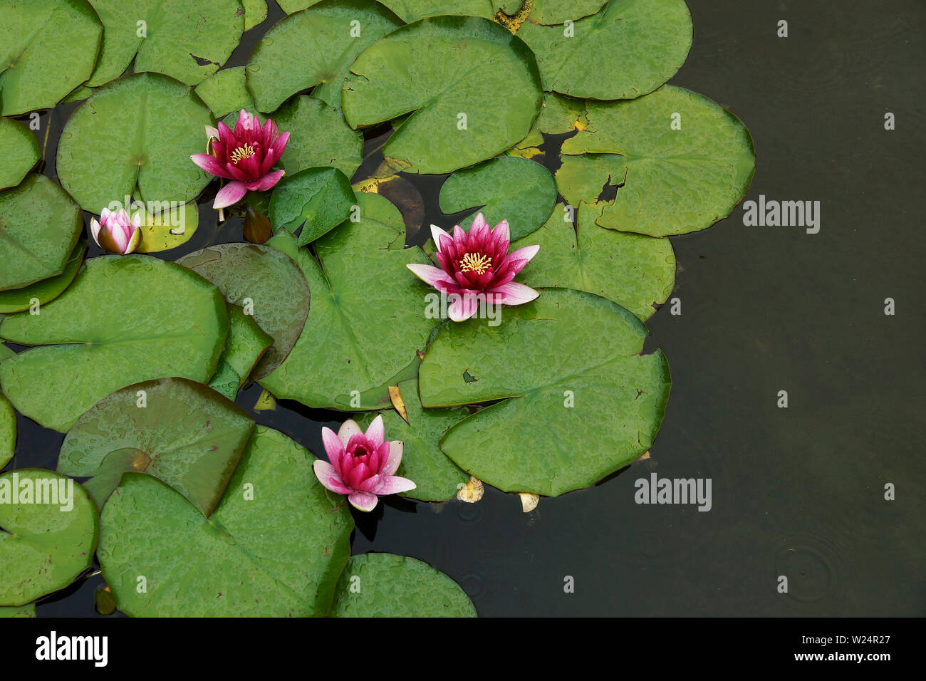 Seerosen hi-res stock photography and images - Alamy