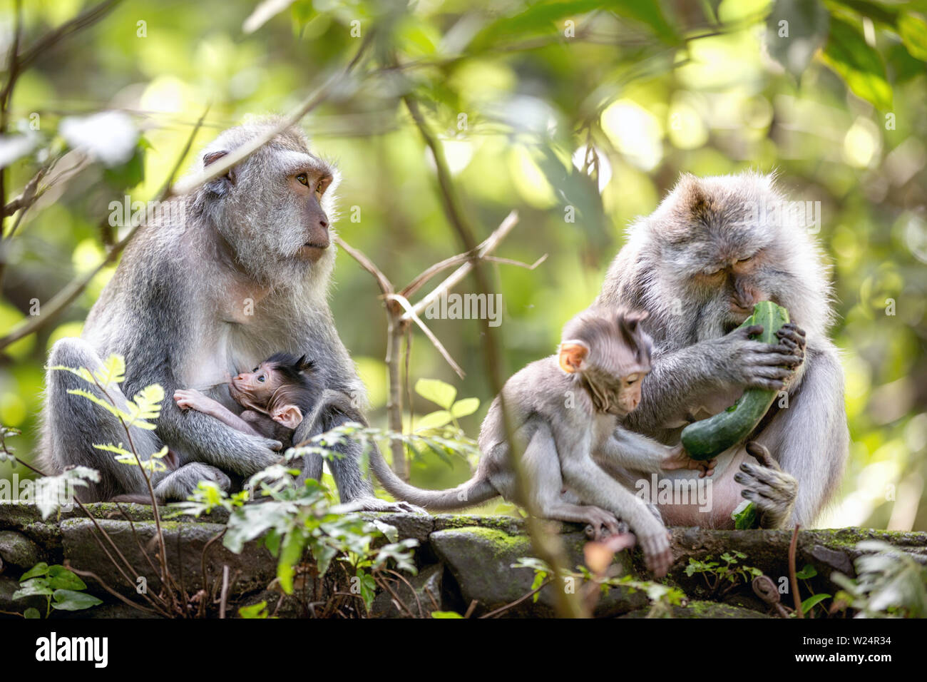 Monkey family in the forest hi-res stock photography and images - Alamy