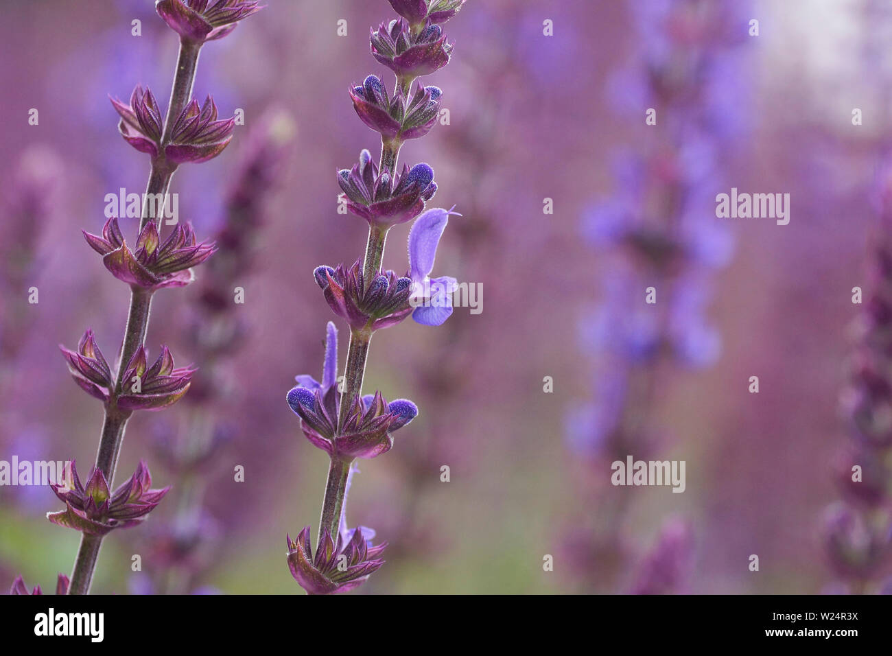 Salbei green hi-res stock photography and images - Alamy