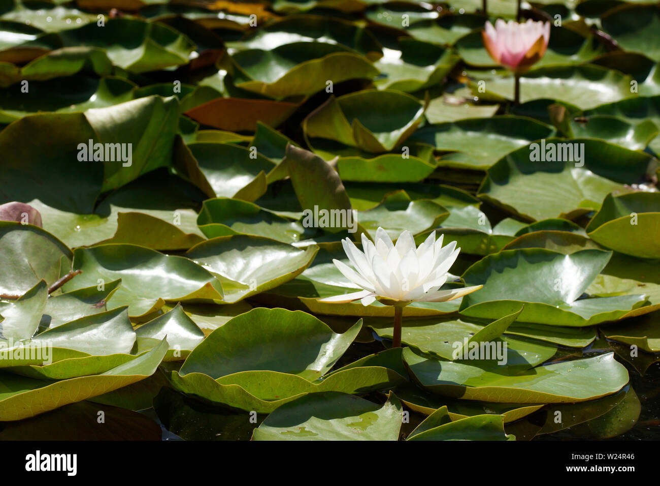 Seerosen hi-res stock photography and images - Alamy